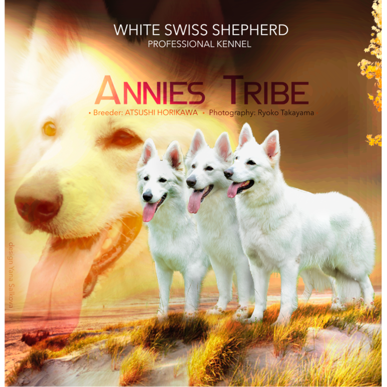 GALLERY | ホワイト・スイス・シェパード専門犬舎 ANNIE'S TRIBE