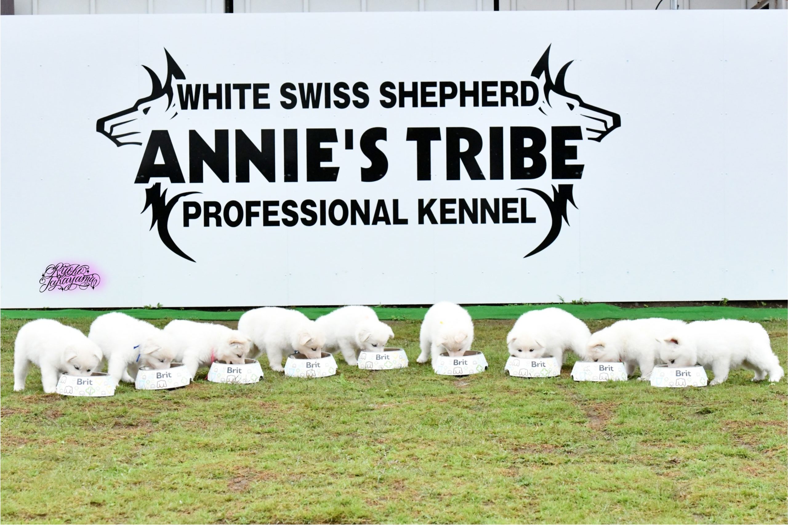 GALLERY | ホワイト・スイス・シェパード専門犬舎 ANNIE'S TRIBE - パート 3
